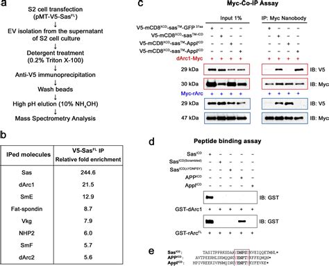An Extracellular Vesicle Targeting Ligand That Binds To Arc Proteins And Facilitates Arc