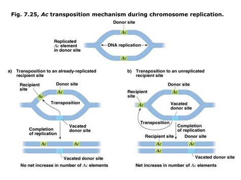 Ppt Chapter 7b Transposable Elements General Features Of Transposable Elements Powerpoint