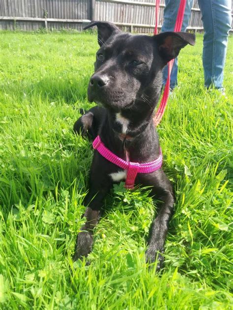 Maggie S Success Story Staffie Stray Rescue