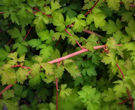 Stephanandra Incisa Изображение особи Плантариум