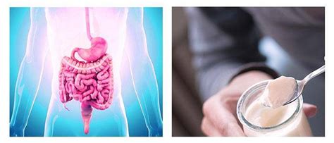 Lactobacillus Live Lactobacilli That Interest You The Most What Are They How Do They Work