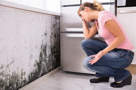 Les Dangers De La Moisissure Sur Un Mur Atb