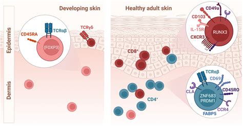 Heterogeneity Of Trm In Developing And Adult Human Skin Schematic