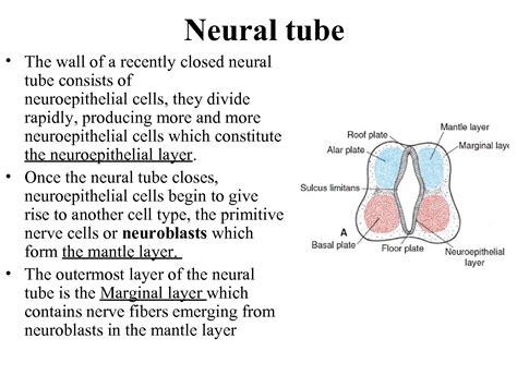 SOLUTION Cranial Nerve Nuclei Motor Nuclei Sensory Nuclei Studypool