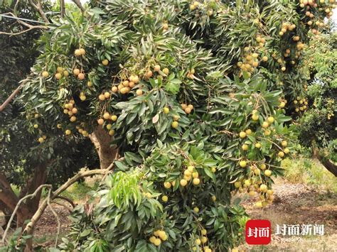 曾经天价的合江荔枝pk如今的“荔枝刺客”：所谓千元一斤不过是噱头！ 封面新闻
