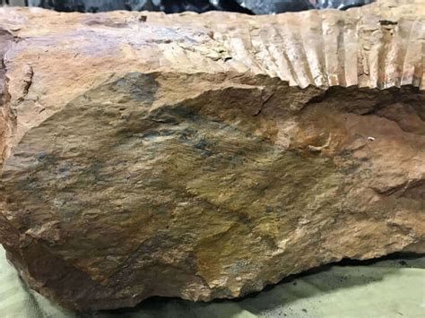Rare Palm Tree Fossil Alpine Boulder Company