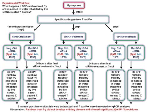Schematic Representation Of The Experimental Workflow What Happens If