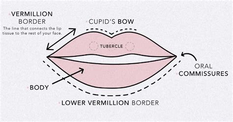 Why Do Lips Thin With Age Peace Clinic