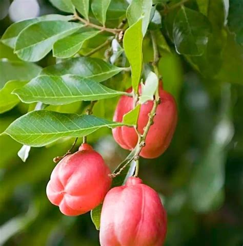 একের ভিতর সব