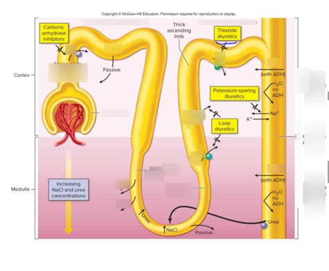 Nephron Loop