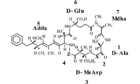 General Structure Of Microcystin Microcystin Xz X And Z Are Variable