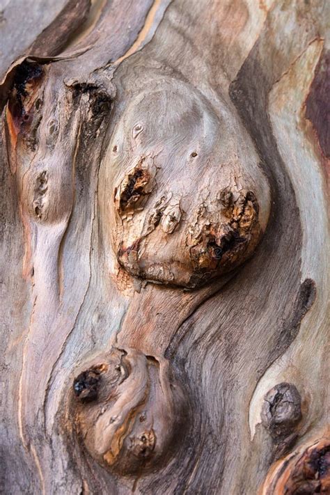 Shapes Of The Tree Bark Stock Photo Image Of Carve 102507968