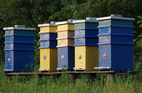 What Is A Langstroth Hive Beekeeping 101