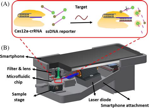 Coupling Smartphone And Crisprcas12a For Digital And Multiplexed Nucleic Acid Detection Yu