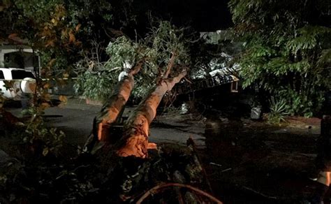 Árbol colapsa arrastra cables de CFE y cae sobre cenaduría en Culiacán