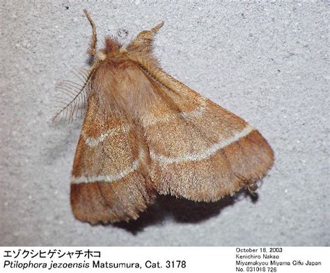 エゾクシヒゲシャチホコ