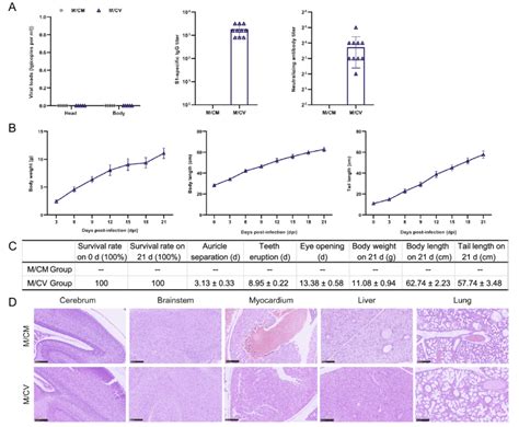Virus Replication Antibody Detection Physical Development Indices