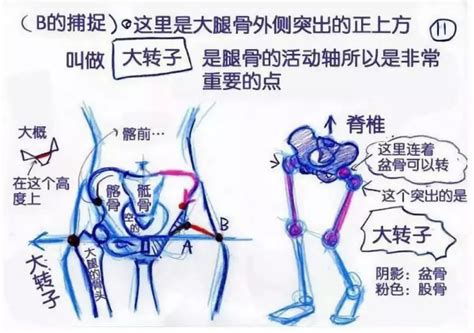 【绘画详细教程】不会画臀部？臀部结构肌肉大法来啦！赶紧收好~ 哔哩哔哩