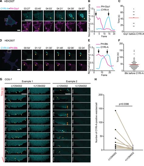 cyri a s recruitment to macropinocytic structures is dependent on pi3k