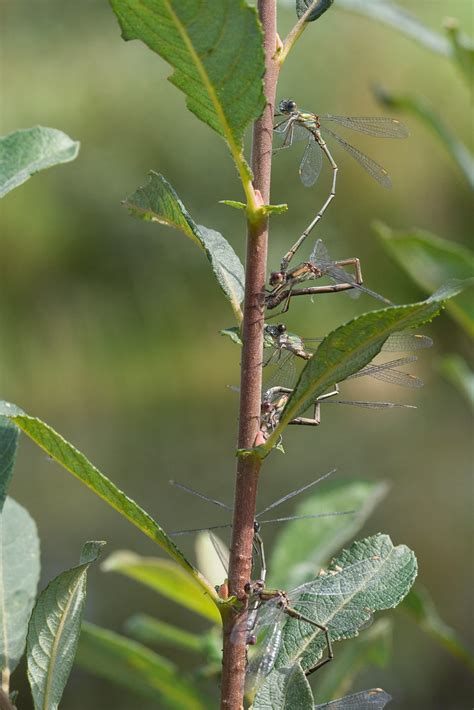 Group Sex Can You Count How Many Participate Disappointed Flickr