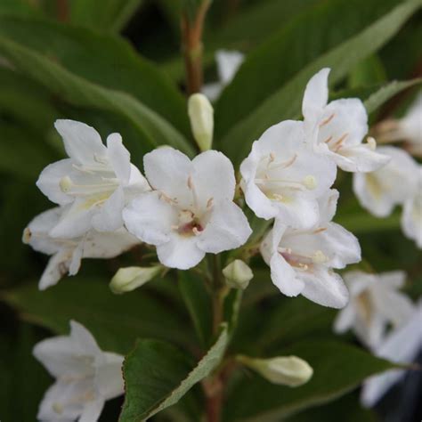Weigela 'Candida' - buy plants at Coolplants