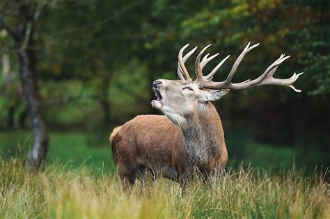 Gros Plan D un Cerf Bâillant Avec De Belles Cornes Photo Gratuite