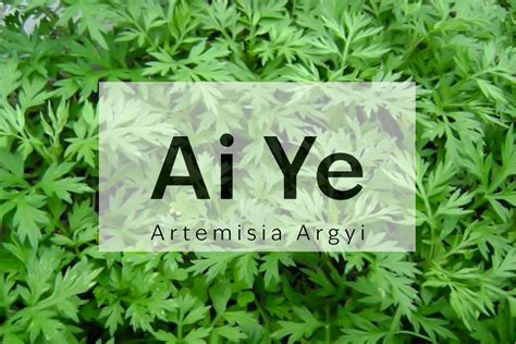 Ai Ye An Herb Of Power And Protection Griffo Botanicals