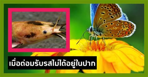 คลังความรู้ By Spokedark ไม่ได้มีไว้แค่เดินไปเดินมา แต่ผีเสื้อยังใช้