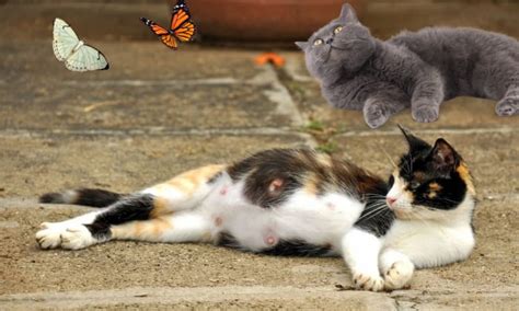 Pregnant Cat Nipples Vs Normal What Do They Look Like