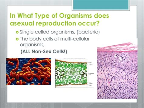 Reproduction Asexual Vs Sexual Ppt Download