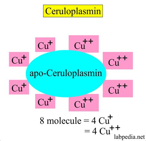 Acute Phase Protein Part Ceruloplasmin Labpedia Net