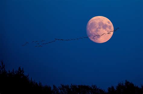 Qué significa la Media Luna Cultivando el medio ambiente