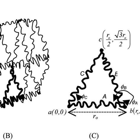 Schematic Of An Area Of The Triangulated Network In A The Undeformed Download Scientific