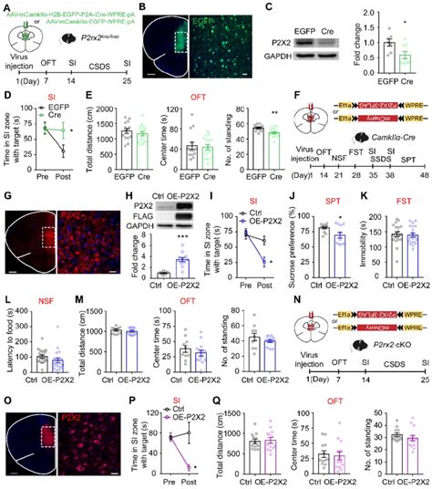 P2x2 Overexpression In Mpfc Enhances Susceptibility To Stress A F