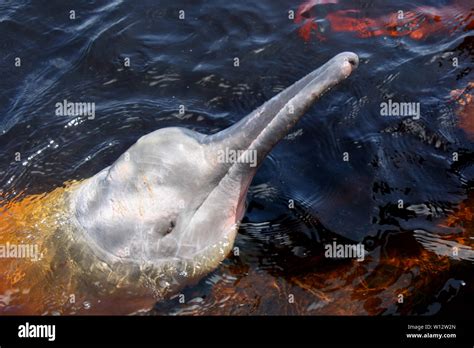Boto Cor De Rosa Hi Res Stock Photography And Images Alamy