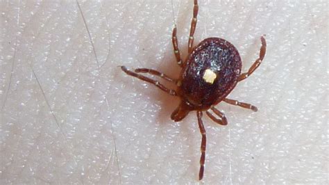 Long Island Tick Season Made Worse By Warm Weather Spread Of The Lone