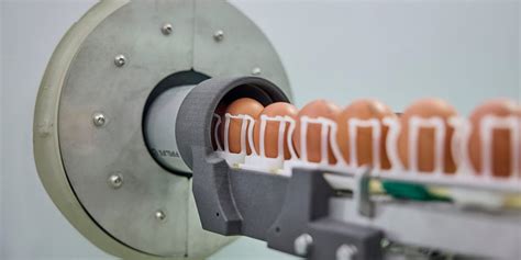 Chick Welfare Egg Sexing Hatching And Vaccination Technology