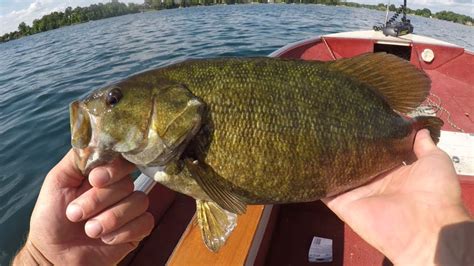 Smallmouth Bass Fishing Super Clear Water Youtube
