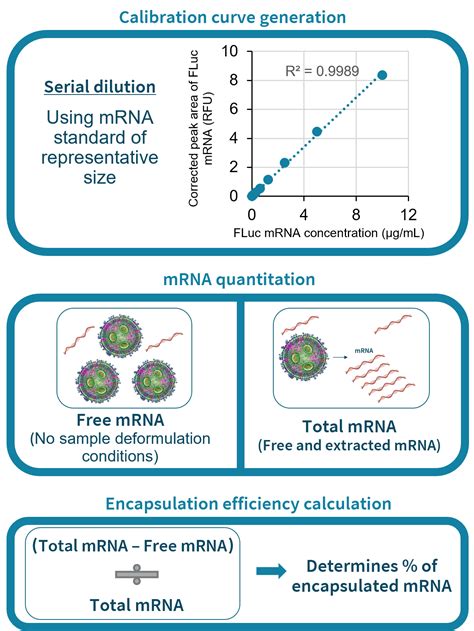 Accurate And Robust Mrna Lnp Encapsulation Efficiency Analysis By