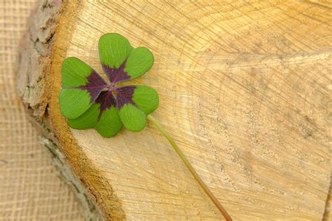 Four Leaf Clover Lucky Free Photo On Pixabay