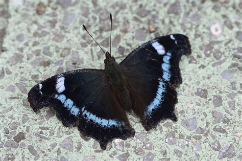 ルリタテハ～珍しい？生態写真や見分け方、生息地、食草、越冬、亜種などを解説～ 蝶と昆虫のwebメディア