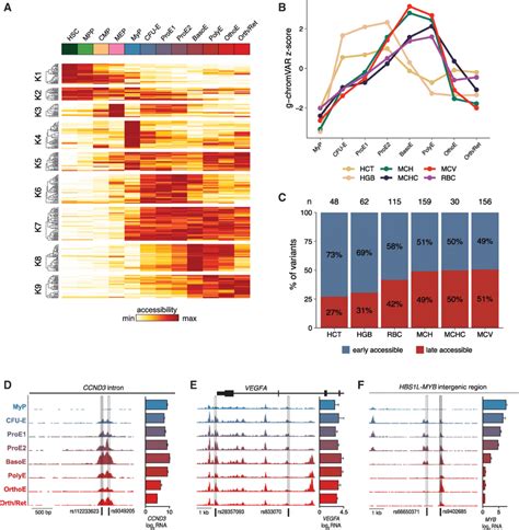 Dynamic Cis Regulatory Variation Across Stages Of Erythropoiesis A Download Scientific