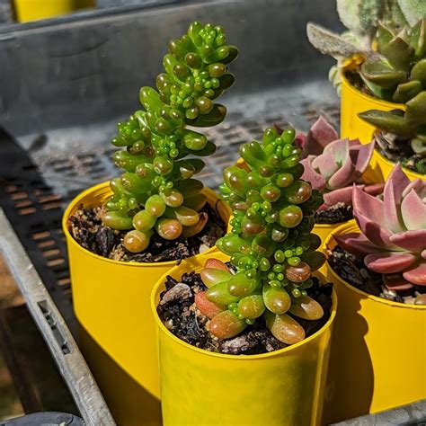 Sedum Rubrotinctum Red Berry Fickle Prickles