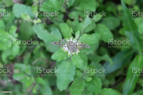 거룩한 바 실 또는 Tulsi 흐린된 잎 Odisha Indiaocimum Tenuiflorum 또한 때때로 철자 꽃