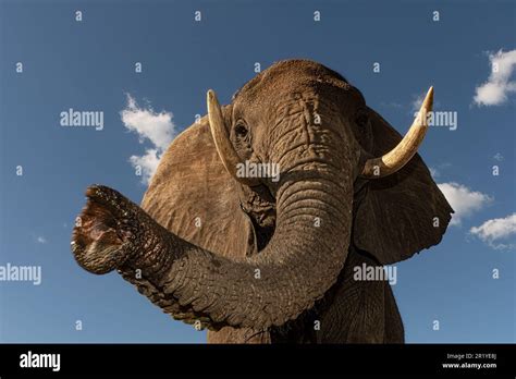 An Elephant Sways His Trunk To Within Inches Of Geralds Face Madikwe