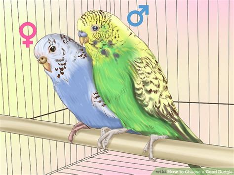 How To Choose A Male Parakeet Master Parrot