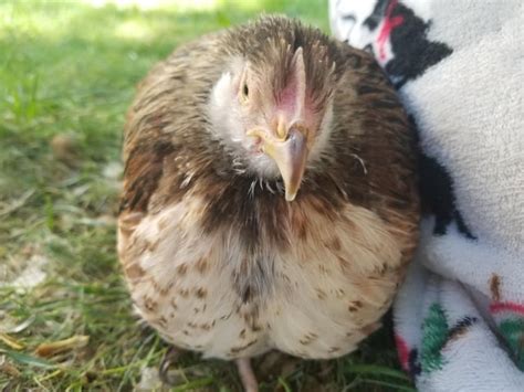 Seriously What Sex Is Ravioli 2 Month Old Salmon Faverolle R