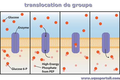 Translocation De Groupe Définition Et Explications Aquaportail