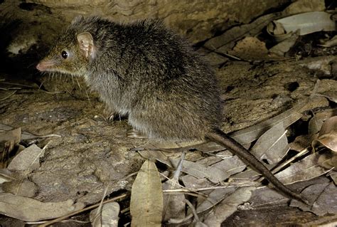 Diese Mäuse Haben Sex Bis Sie Tot Umfallen Mopo