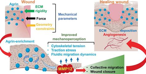Advanced Biomatrix Stiffness Affects Keratinocyte Migration